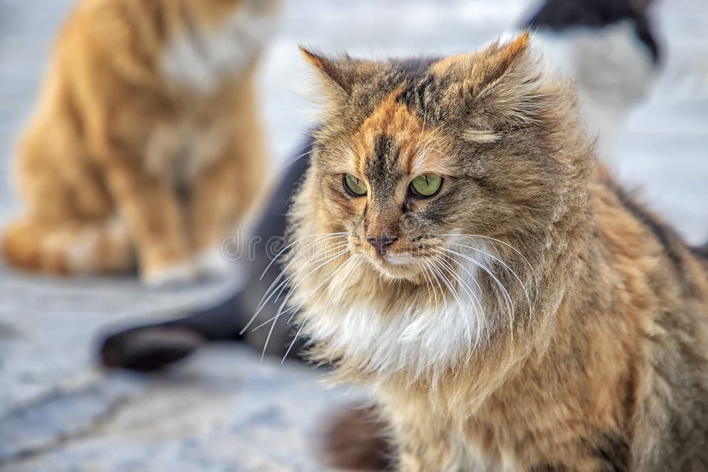 Portrait of an Angry Fluffy Cat. Stock Photo - Image of garden, hair ...