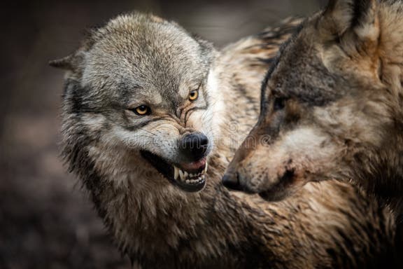Portrait of Angry Grey Wolf in the Forest Stock Image - Image of ...