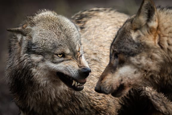 Portrait of Angry Grey Wolf in the Forest Stock Image - Image of canine ...