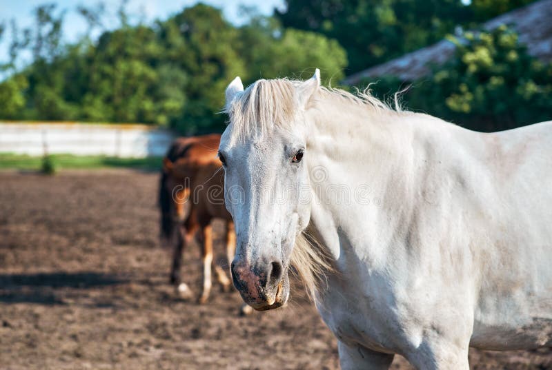 Portrait of an Angry Horse in a Herd in the Paddock Stock Photo - Image ...