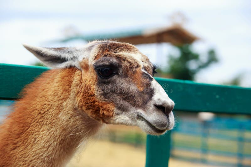 Portrait of an angry Lama stock image. Image of wild - 171562761