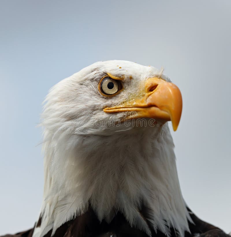 457 Angry Bald Eagle Stock Photos - Free & Royalty-Free Stock Photos ...