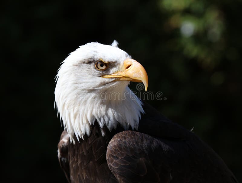 1,438 Angry Eagle Stock Photos - Free & Royalty-Free Stock Photos from ...