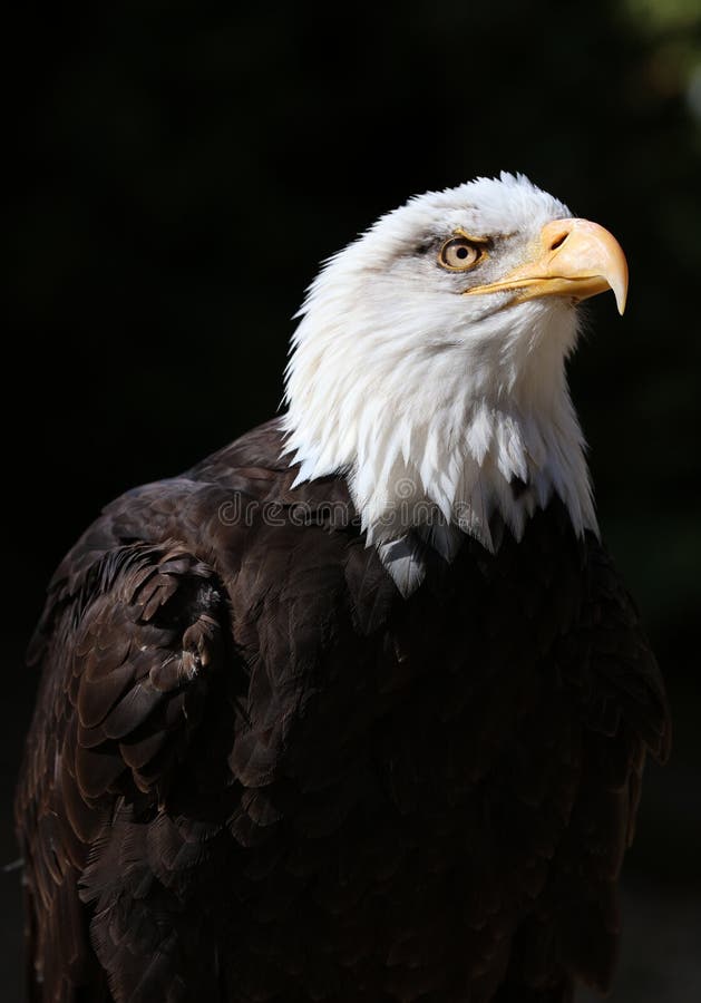 1,392 Angry Eagle Stock Photos - Free & Royalty-Free Stock Photos from ...