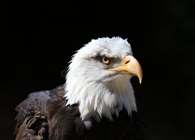 457 Angry Bald Eagle Stock Photos - Free & Royalty-Free Stock Photos ...