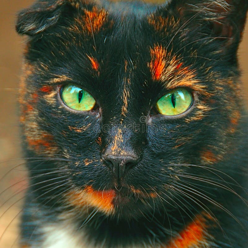 Portrait of Angry Spotted Cat Like Snake Stock Photo - Image of ...