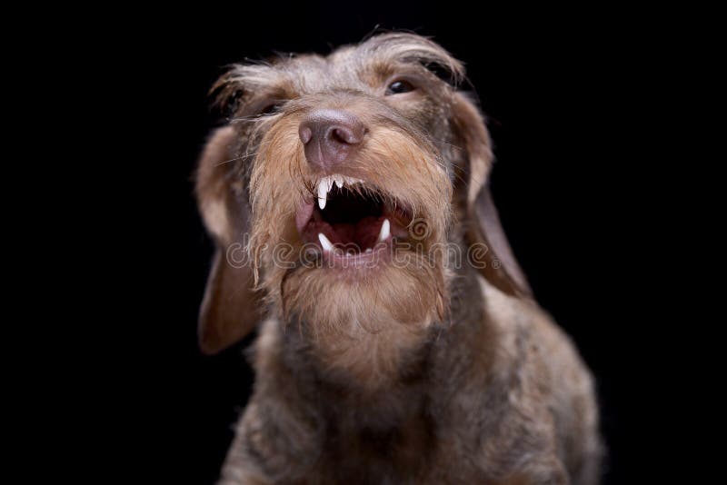 206 Angry Dachshund Stock Photos - Free & Royalty-Free Stock Photos ...