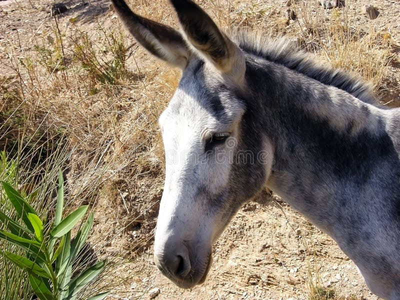 Portrait, Animal Portrait of a Donkey Equus Asinus Asinus Stock Image ...