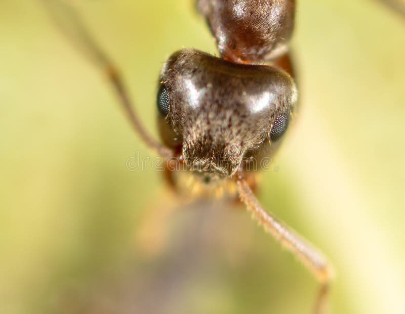 Angry Red Ant Portrait Stock Photos - Free & Royalty-Free Stock Photos ...