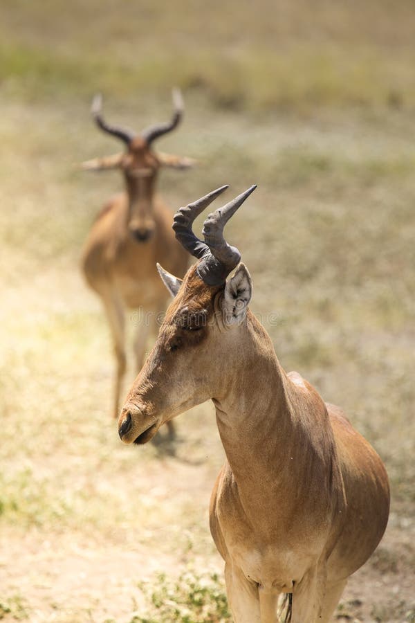 Portrait of Antelope with Another Standing Behind Stock Image - Image ...