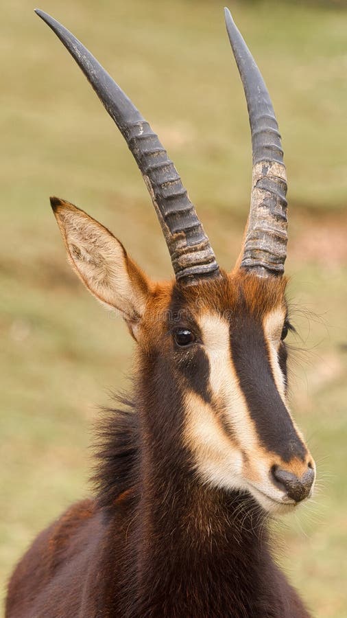 Portrait of an Antelope with Horns Outdoors Stock Photo - Image of ...