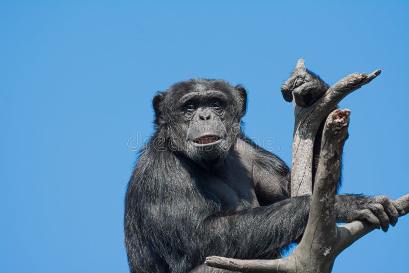 Portrait of an Ape Sitting on a Branch of a Tree Stock Image - Image of ...