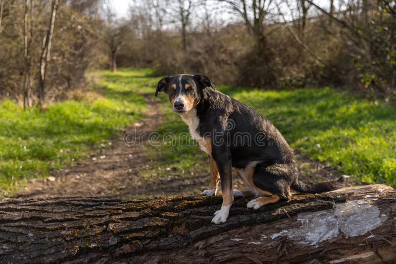 Portrait of a Appenzeller Mountain Dog Sitting on a Fallen Tree Trunk ...