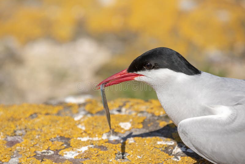 Arctic Tern with a Sand Eel Stock Photo - Image of tern, beak: 121330056