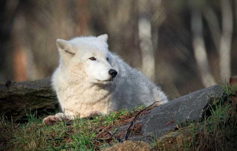 Portrait of an arctic wolf stock photo. Image of face - 167943694