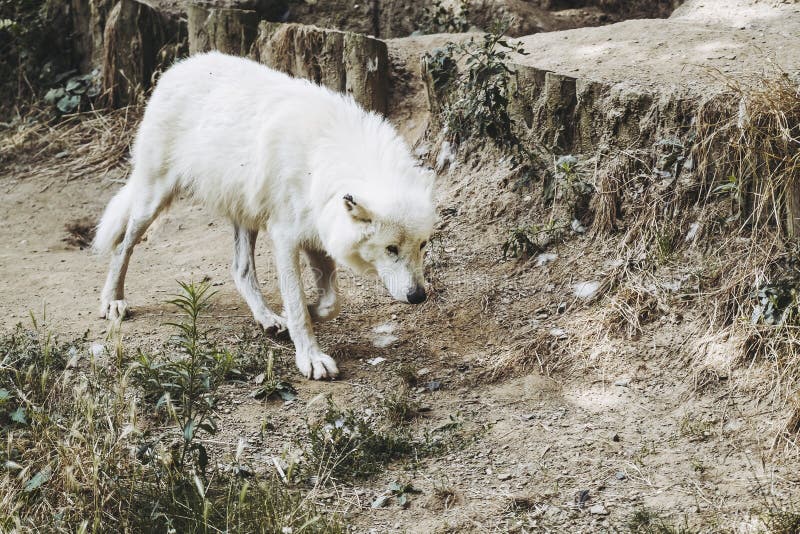 Portrait of an Arctic Wolf or White Wolf in the Forest Stock Photo ...