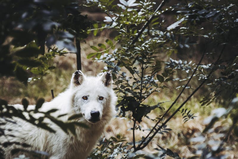 Arctic White Wolf Lying Down Resting Stock Photo - Image of carnivorous ...