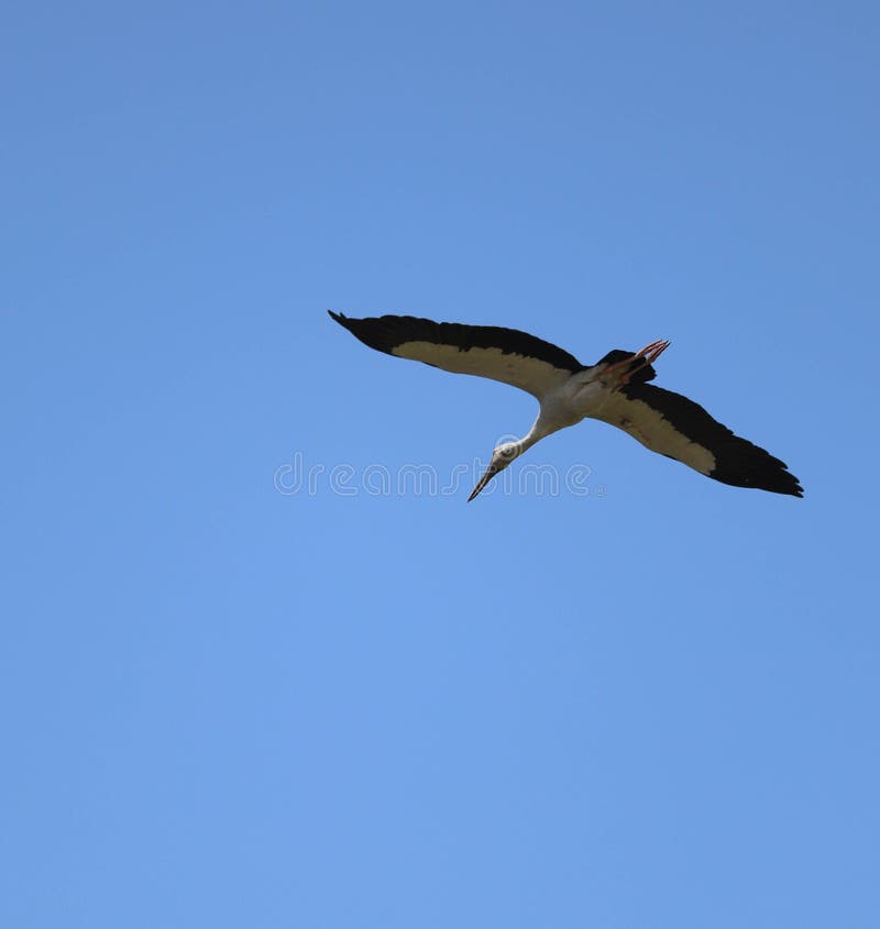 Asian Open Bill Stork in Flight Stock Image - Image of stork, bird ...