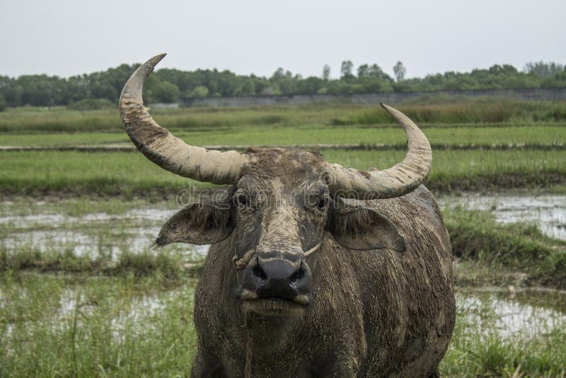 Portrait of the the Asian Buffalo Stock Photo - Image of nature, hoofed ...
