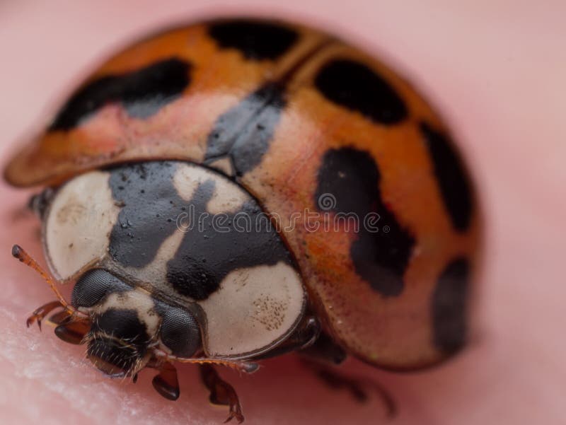 Portrait of Asian Lady Beetle on Skin Stock Photo - Image of beetle ...