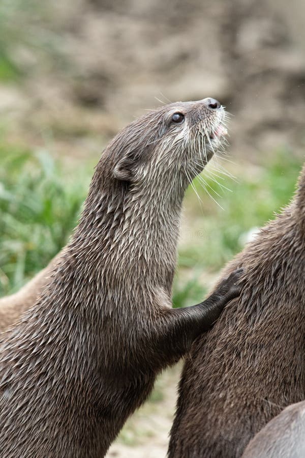 Asian Small Clawed Otter Amblonyx Cinerea Stock Photo - Image of ...