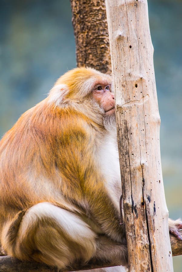 Portrait of Assamese Macaque Stock Image - Image of mouth, animal ...