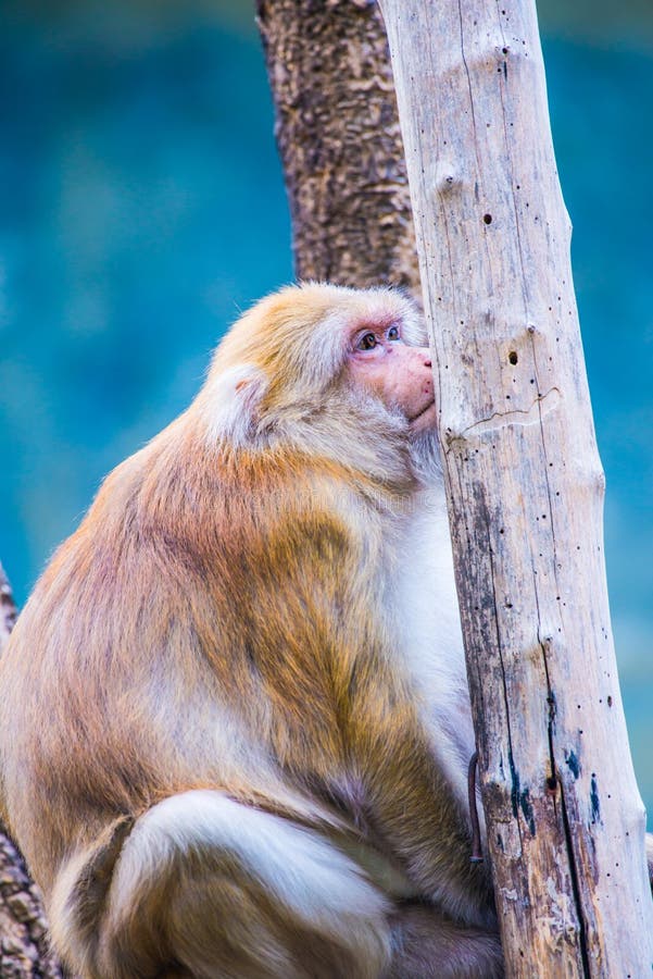 Portrait of Assamese Macaque Stock Photo - Image of jungle, pretty ...