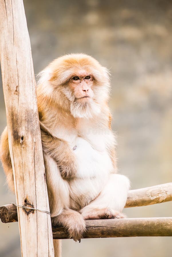 Portrait of Assamese Macaque Stock Photo - Image of jungle, happiness ...