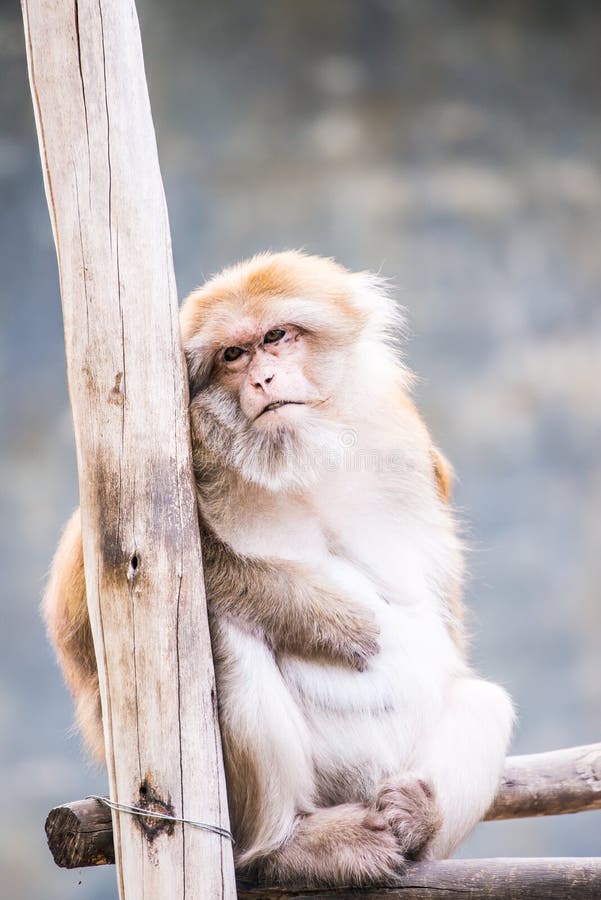 Portrait of Assamese Macaque Stock Photo - Image of eyes, assamese ...