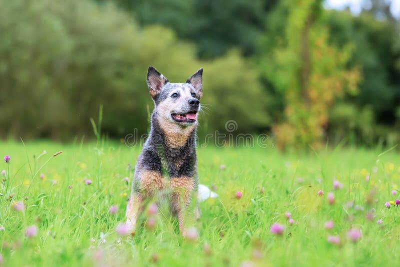 Portrait of an Australian Cattledog Stock Photo - Image of purebred ... Portrait of an Australian Cattledog Stock Photo - Image of purebred ...