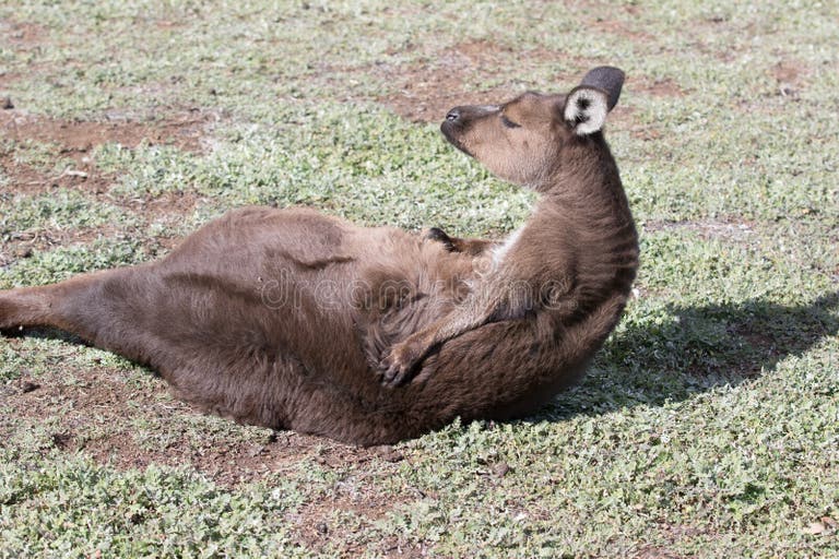 Portrait of Australian Kangaroo Doing Exercise on a Press Australia ...