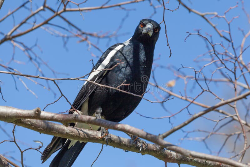 Portrait of Australian Magpie Stock Photo - Image of branches, wildlife ...