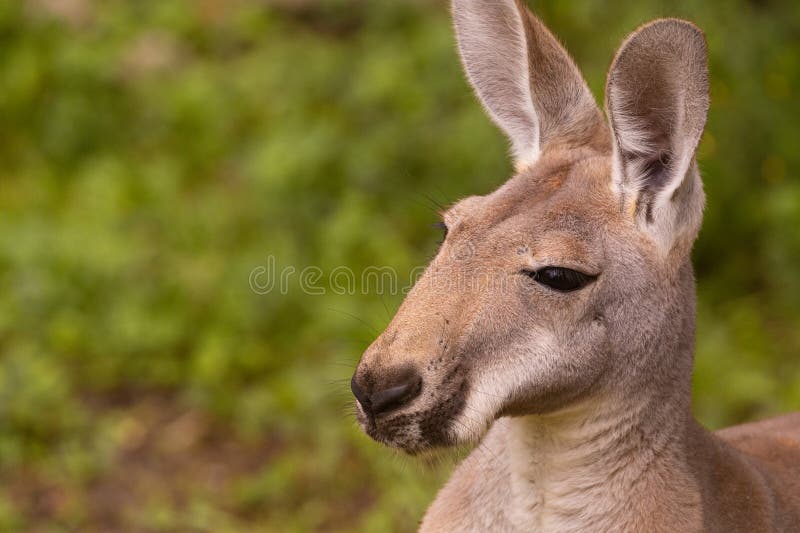 Portrait of an Australian Medium Sized Kangaroo in Selective Focus ...