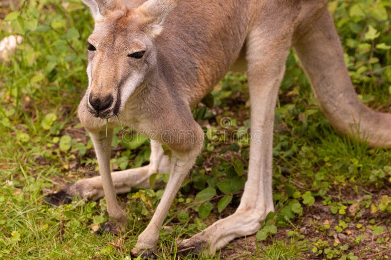 Portrait of an Australian Medium Sized Kangaroo in Selective Focus ...
