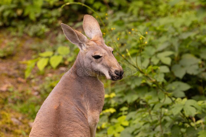 Portrait of an Australian Medium Sized Kangaroo in Selective Focus ...
