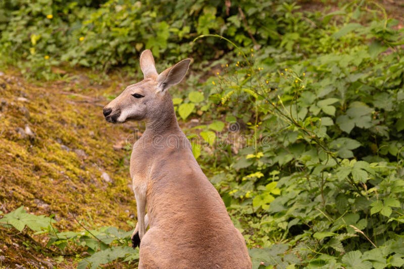 Portrait of an Australian Medium Sized Kangaroo in Selective Focus ...