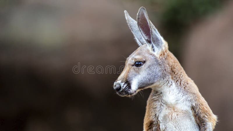 Profile of a Red Kangaroo Looking Forward Stock Image - Image of mammal ...
