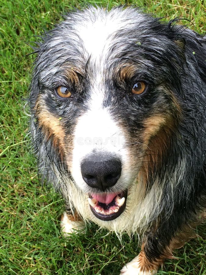 Australian SHeppard Portrait Stock Photo - Image of aussie, smile: 2443560