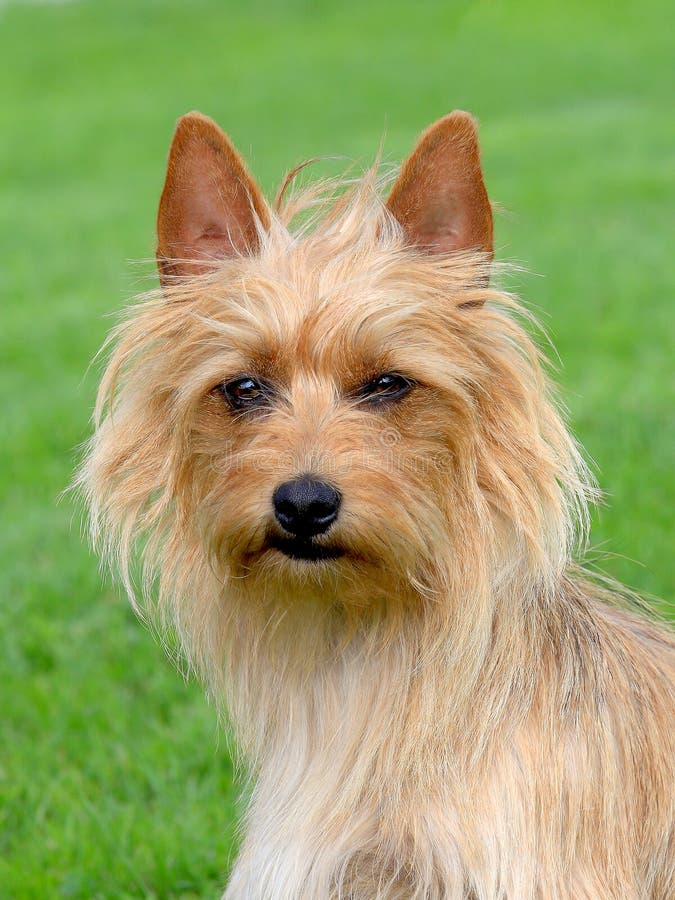 The Portrait of Australian Terrier Stock Image - Image of cute, meadows ...