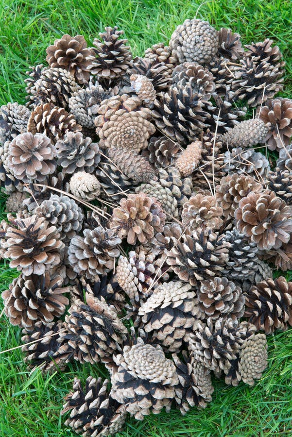 A Portrait of Autumn Pine Cones Stock Image - Image of collection ...