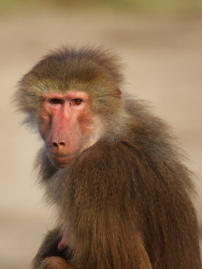 Portrait of a Baboon stock image. Image of mammal, primate - 13474549