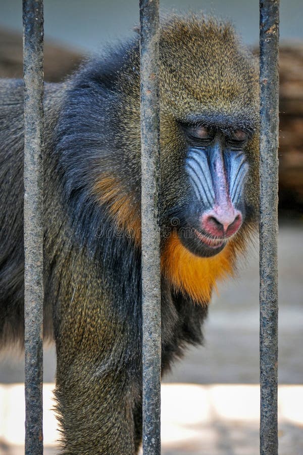 Portrait of a Baboon Behind the Bars of Its Cage Stock Photo - Image of ...