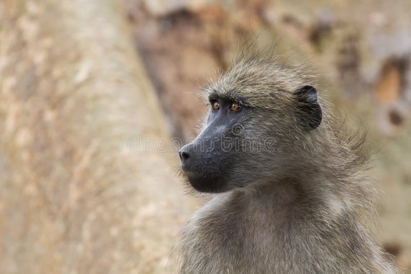 Portrait of a baboon stock image. Image of head, king - 33487443