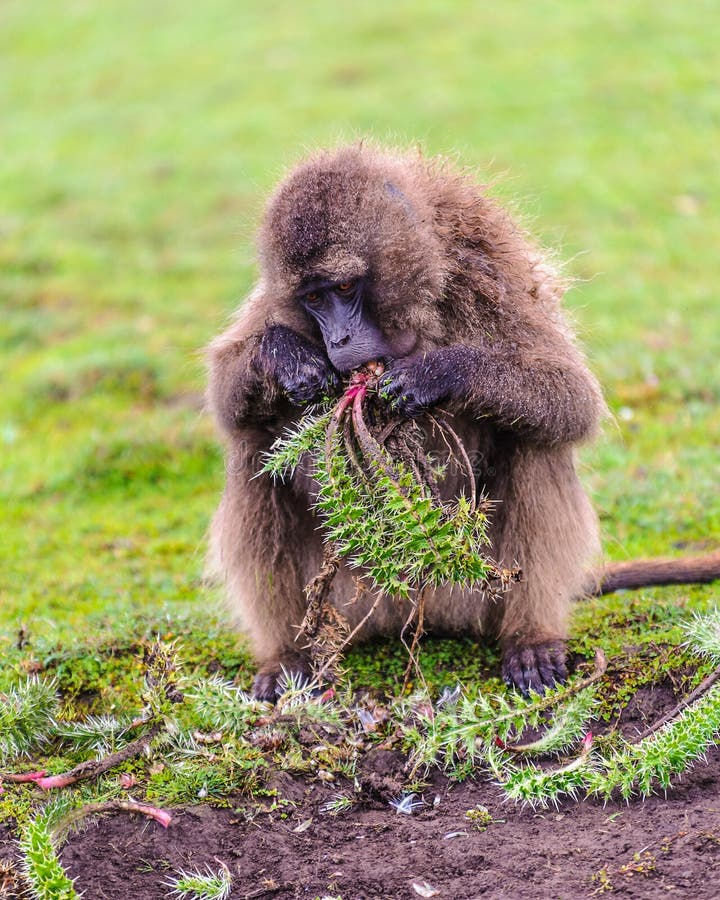 Hamadryas Baboon stock photo. Image of papio, fluffy, ethiopia - 2272612