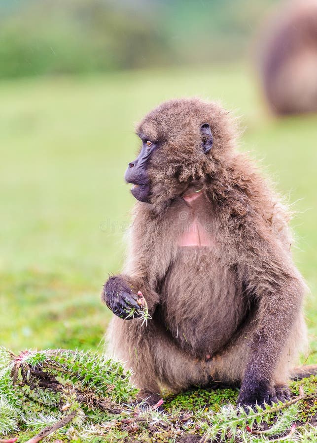Hamadryas Baboon stock photo. Image of papio, fluffy, ethiopia - 2272612