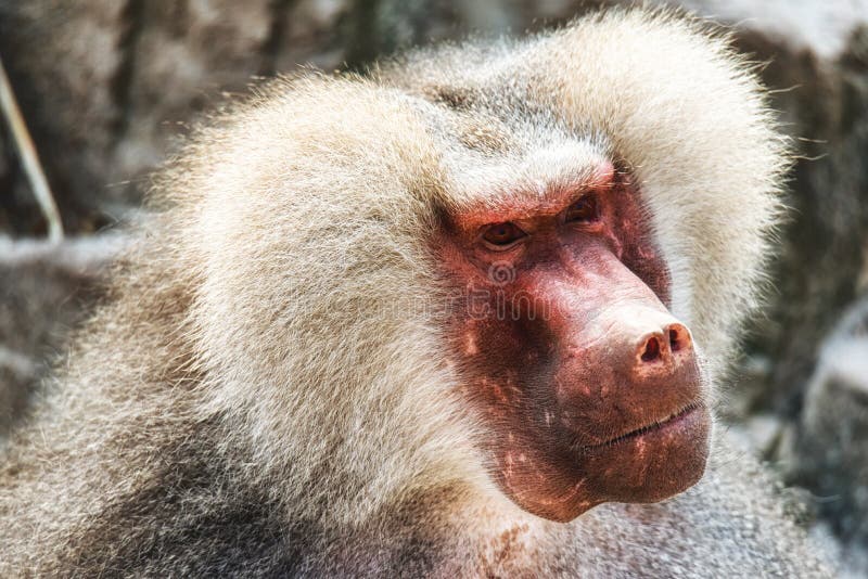Baboon portrait stock photo. Image of facial, papio - 100582672