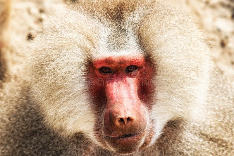 Baboon portrait stock photo. Image of contact, wildlife - 100582818