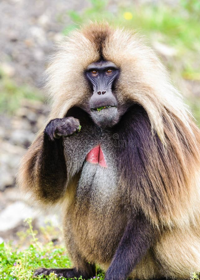 Hamadryas Baboon stock photo. Image of papio, fluffy, ethiopia - 2272612