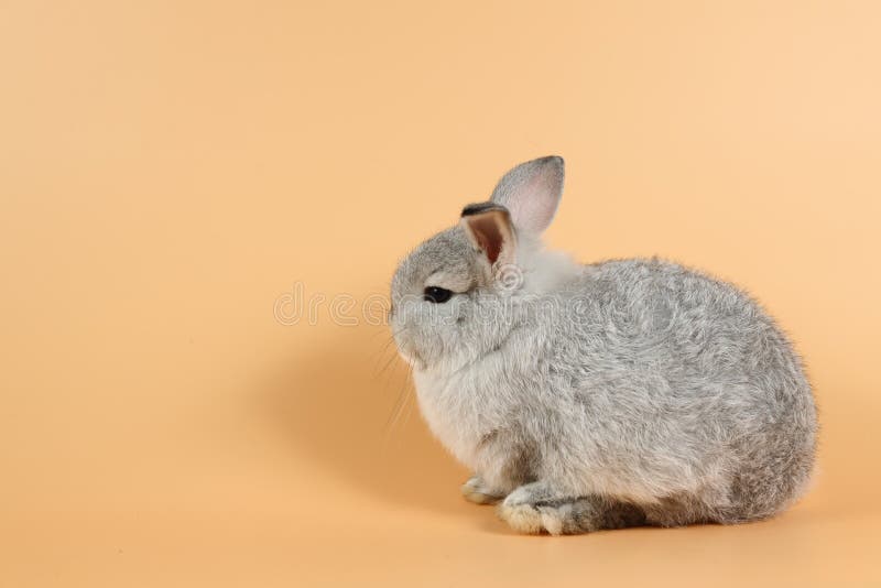 Portrait of Baby and Cute Gray Easter Bunny Rabbit on Orange Background ...