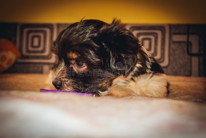 Portrait baby dog sad love stock photo. Image of love - 144060228